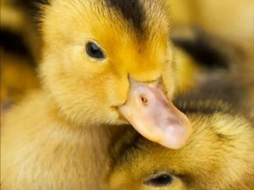 Утка Черри Велли