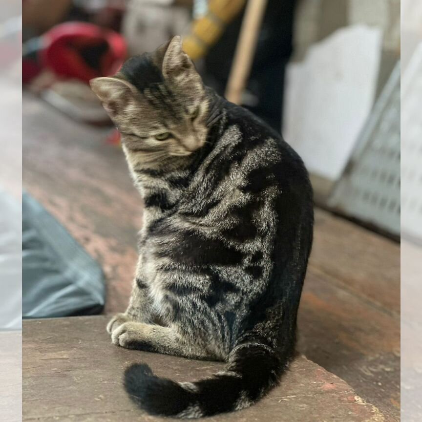 Котёнок в добрые руки