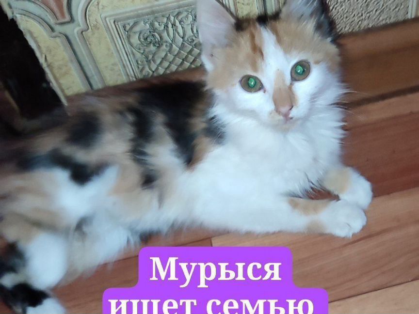 Кошка
