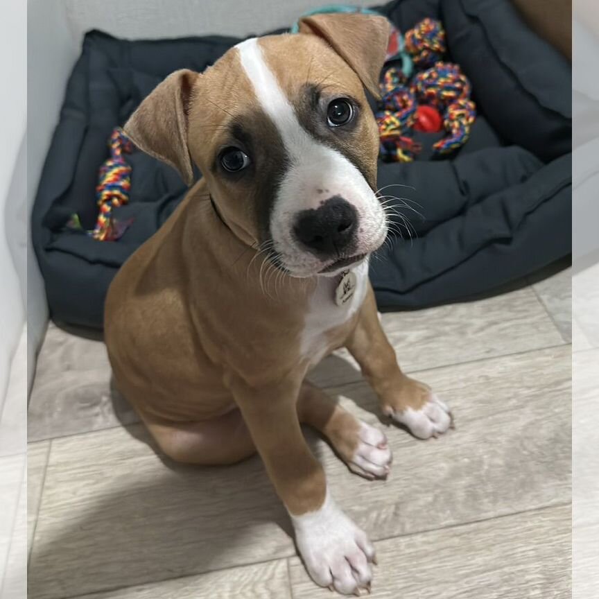 Американский стаффордширский терьер, щенок