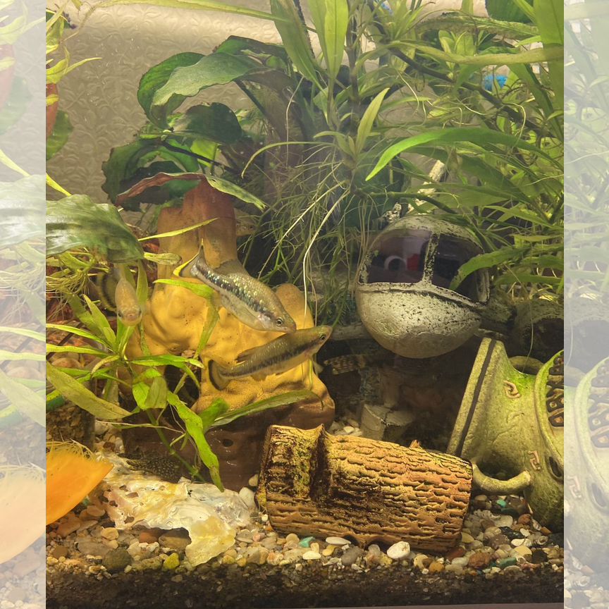 Амека глянцевая