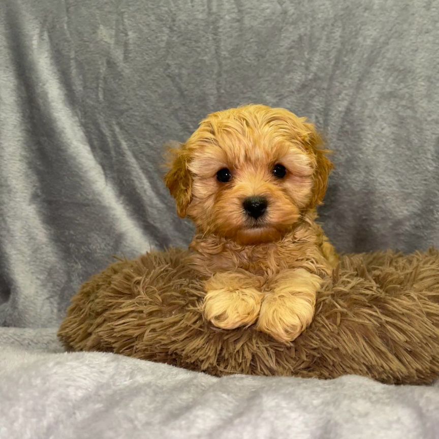 Кавапу щенок