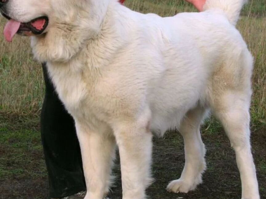 Вязка, шикарный производитель алобай