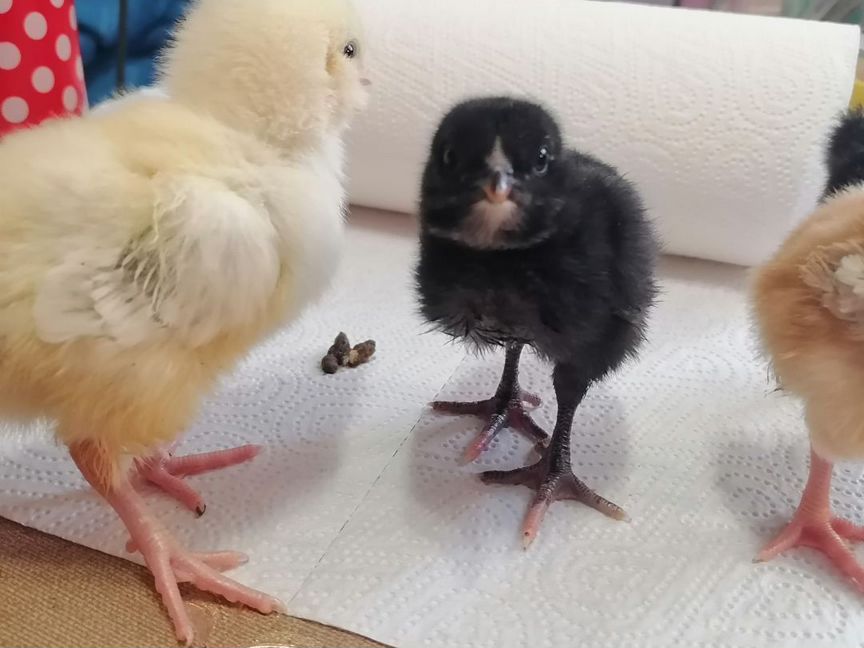 Цыплята домашние