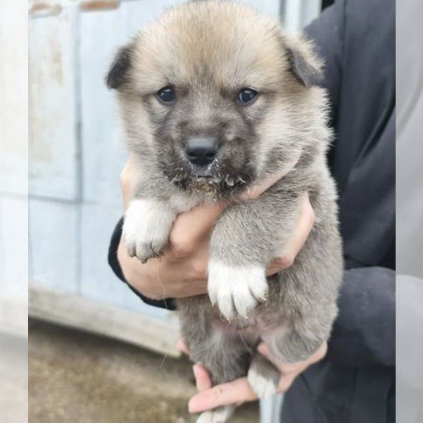 Щенок в добрые руки