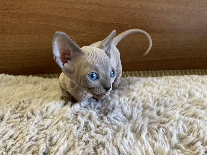 Канадский сфинкс