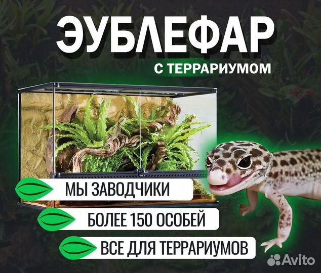 Эублефар