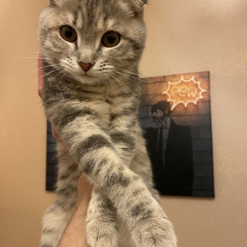 Домашние животные котята