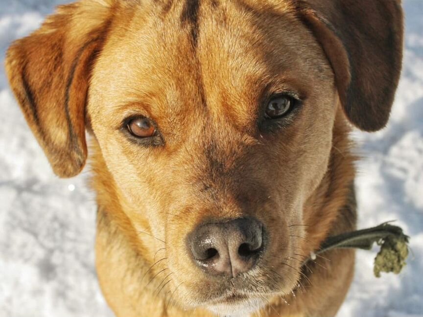 Собака