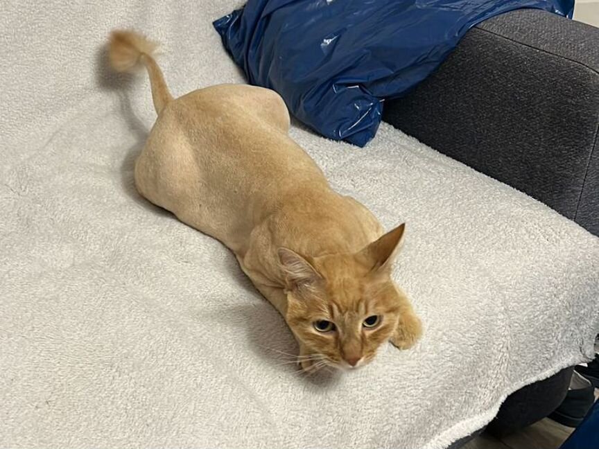 Помись мейн-кун