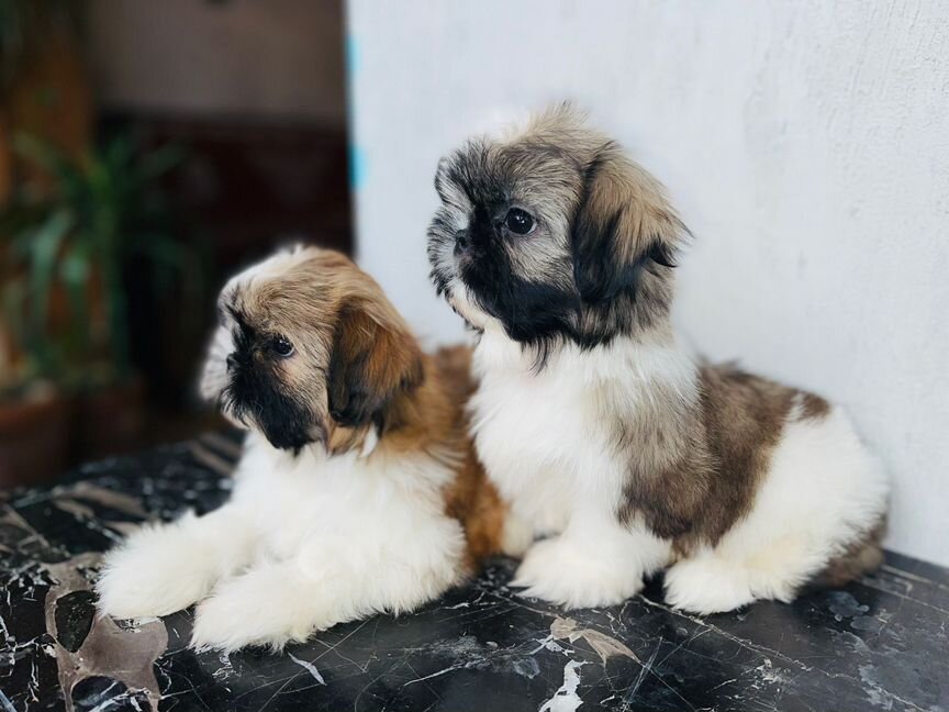 Ну красотки же