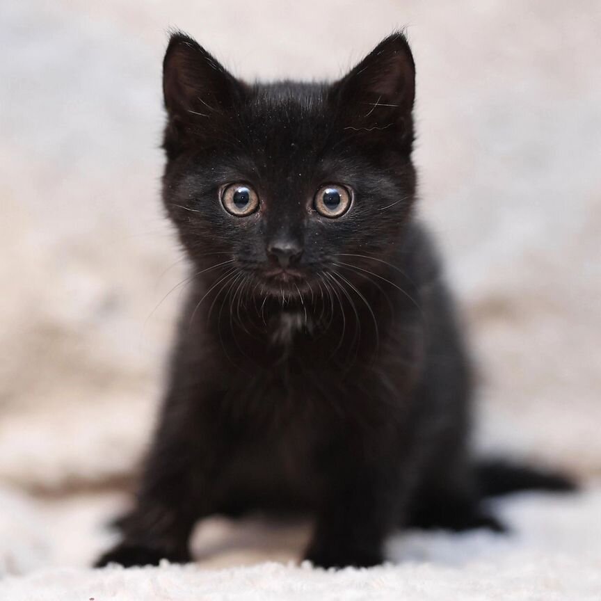 Котята