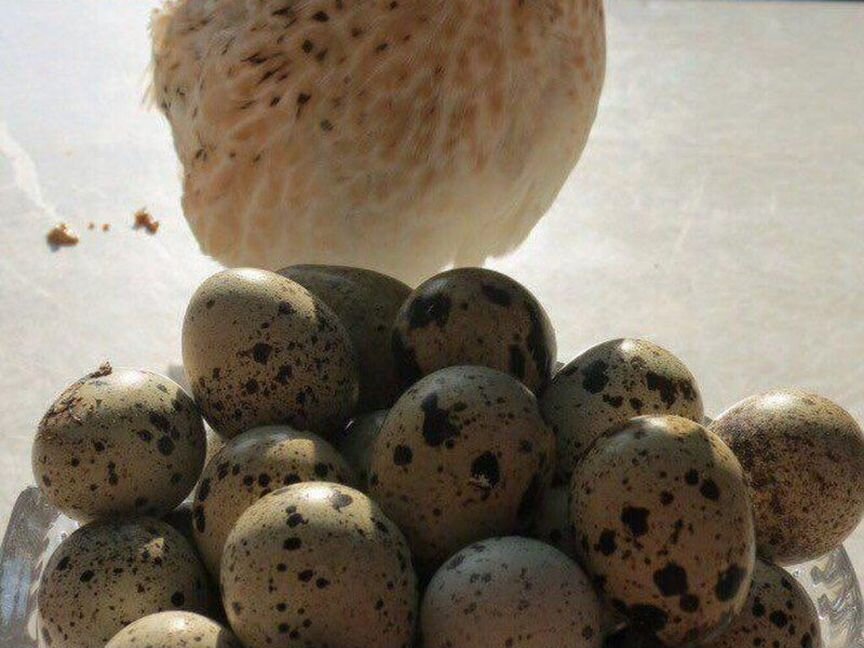 Яйца перепелиные домашние