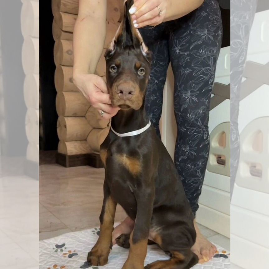 Домашние животные собаки щенки