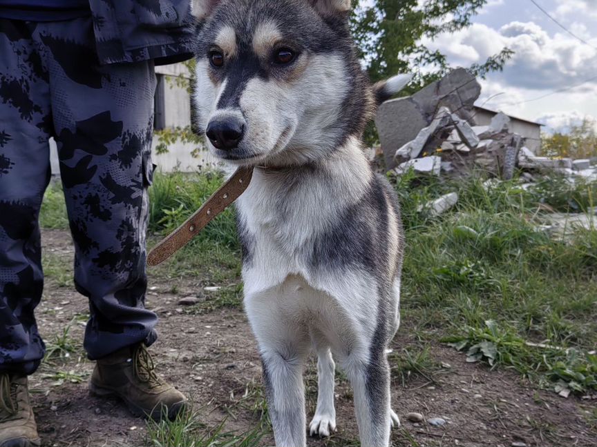 Хася, отдам бесплатно