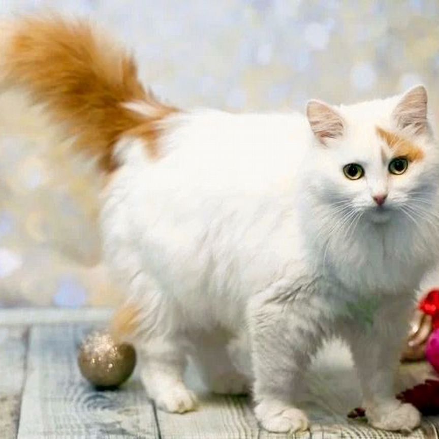 Котик в добрые руки