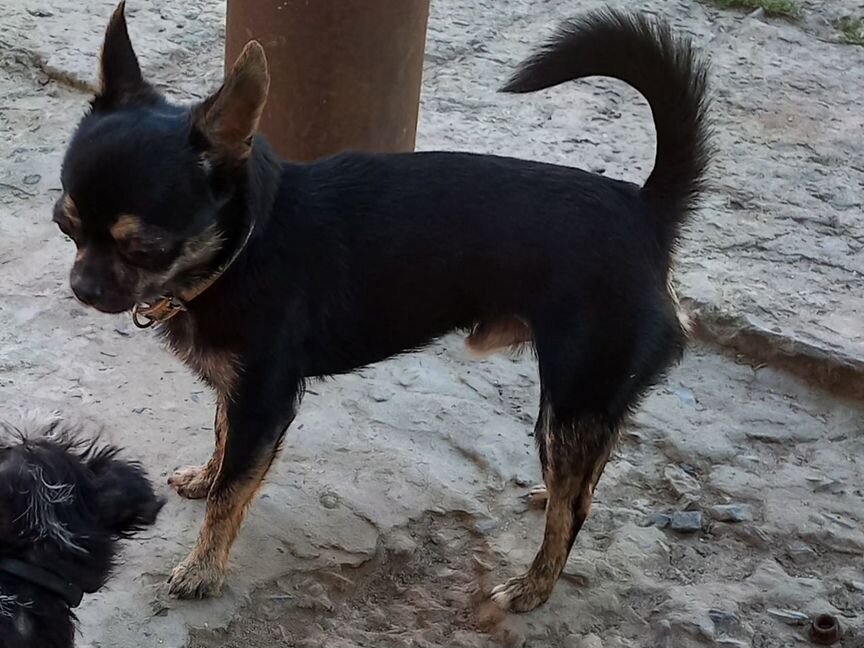 Щенки чихуахуа