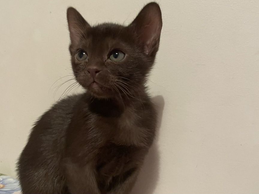 Домашние животные котята