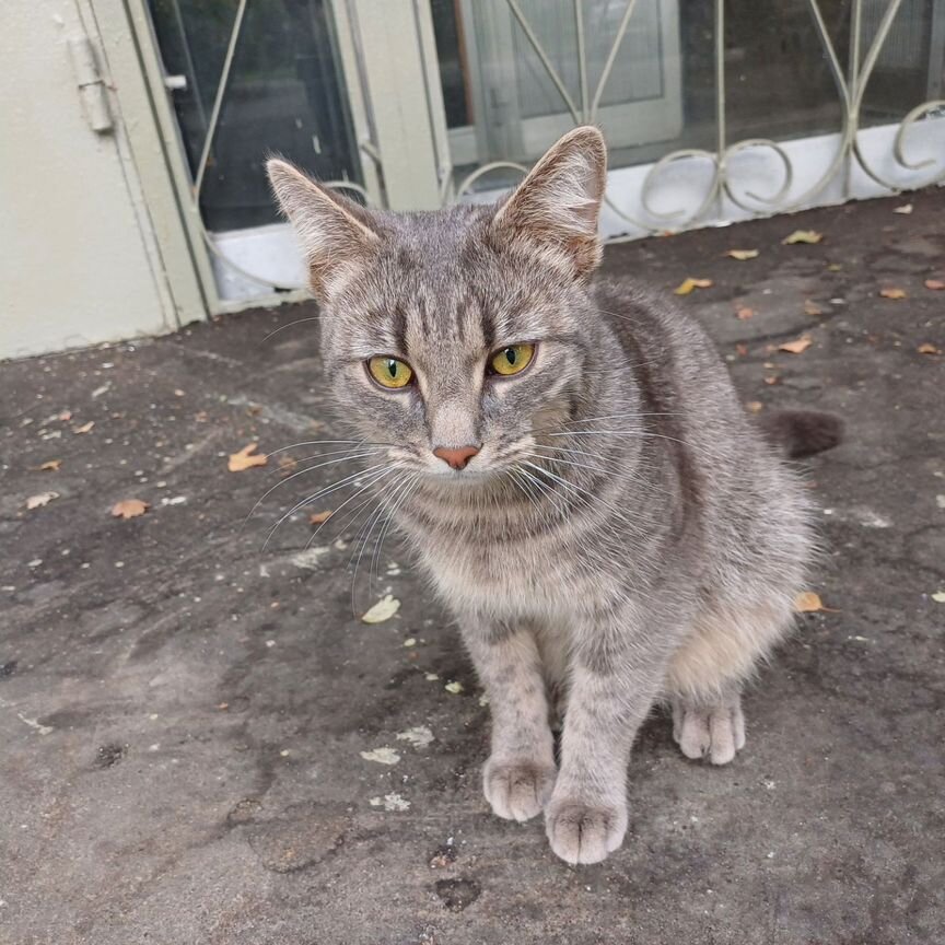 Нашелся кот