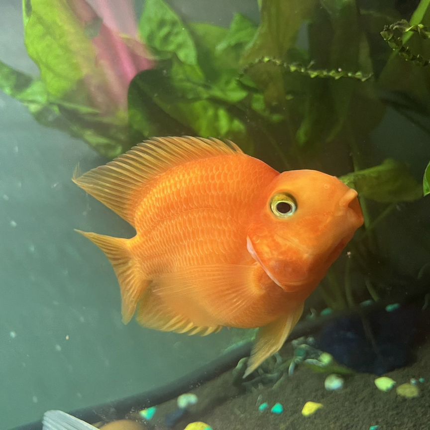 Рыба попугай