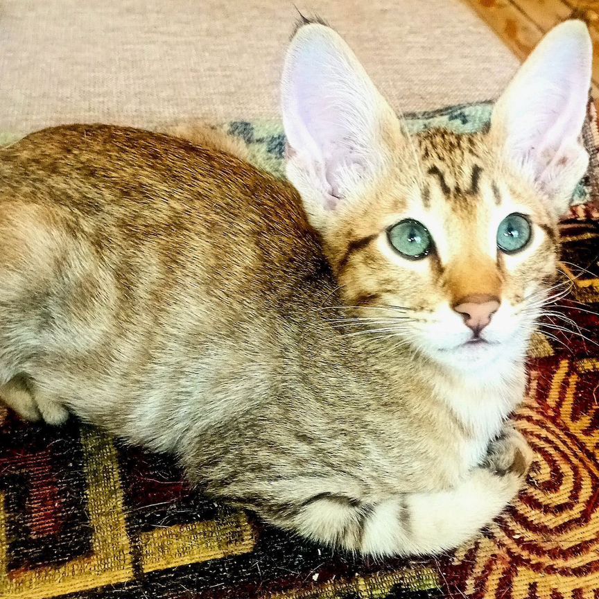 Ориентальный котёнок