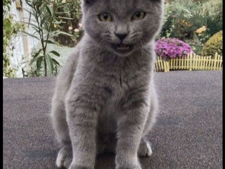 Котенок британец в добрые руки