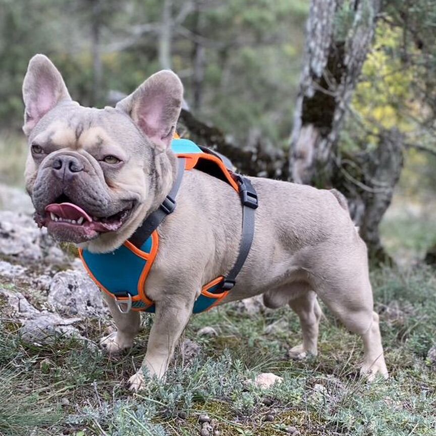 Ищем невесту