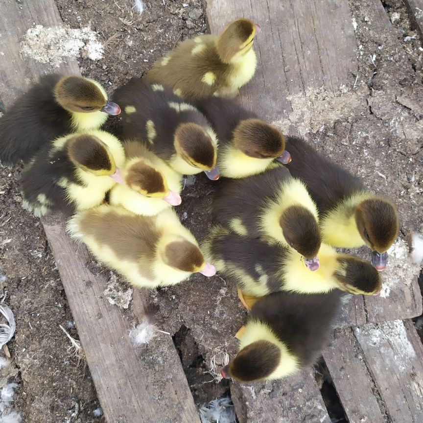 Мускусные утята