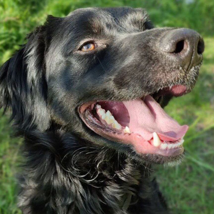 Классный малыш Чип ищет дом