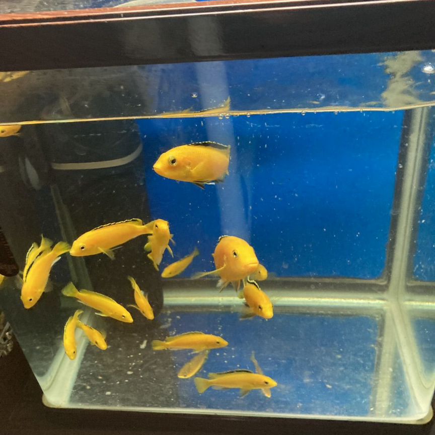 Аквариумные рыбки