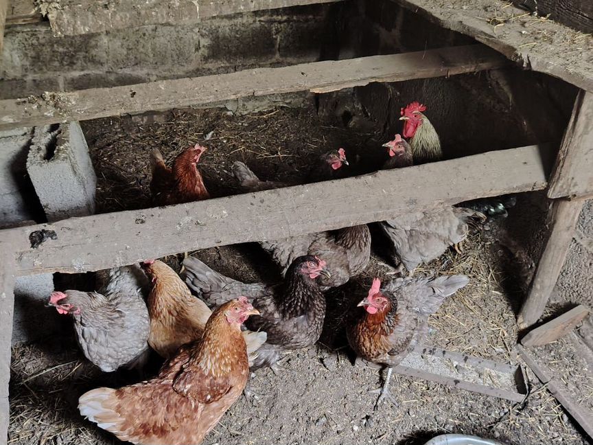 Куры несушки продам