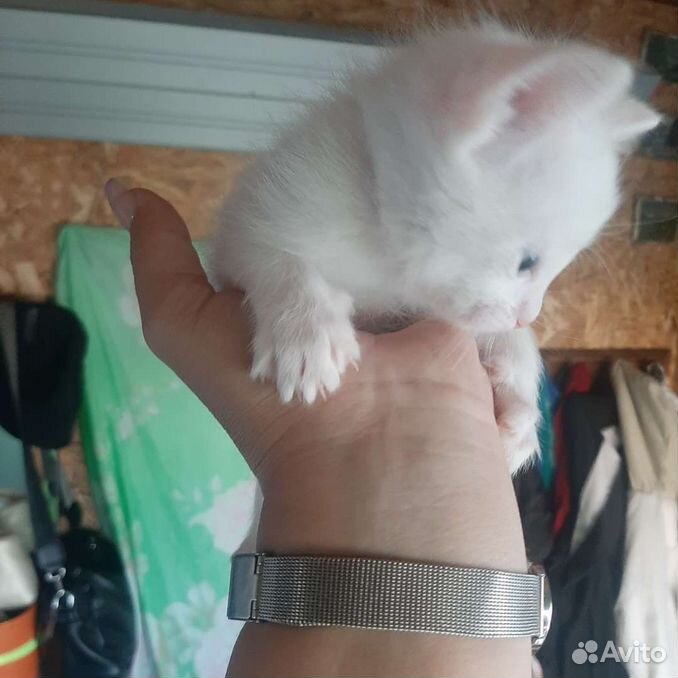 Турецкая ангора