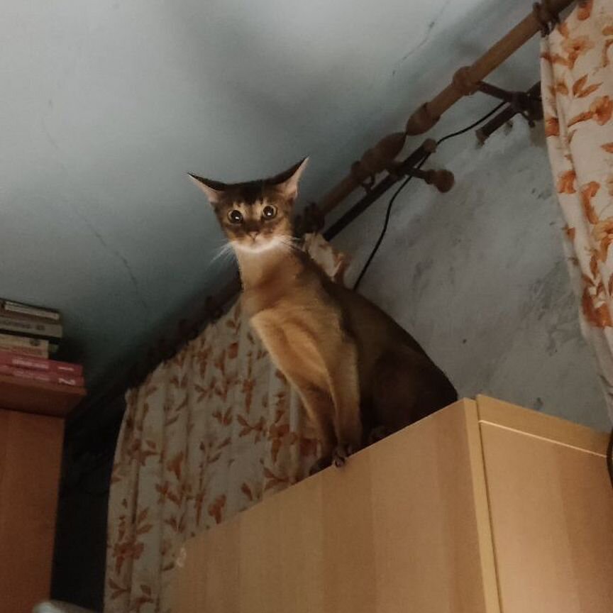 Абиссинская кошка