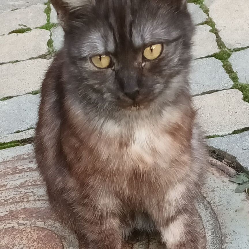 Котята 2 брата 6 мес.активные охотники