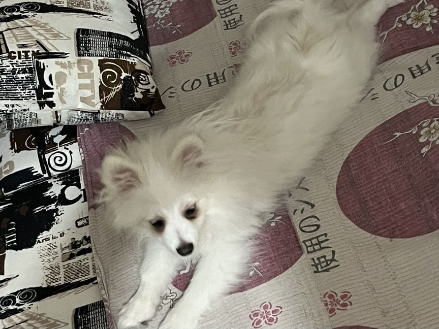 Белый померанский шпиц