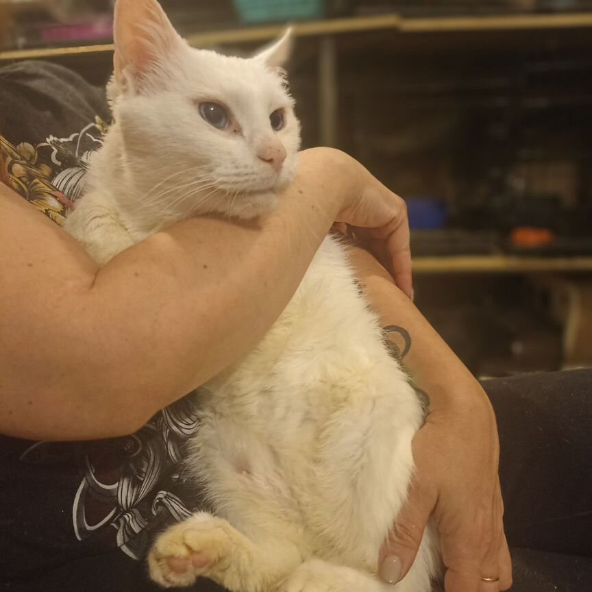 Белый кот Валера в частный дом