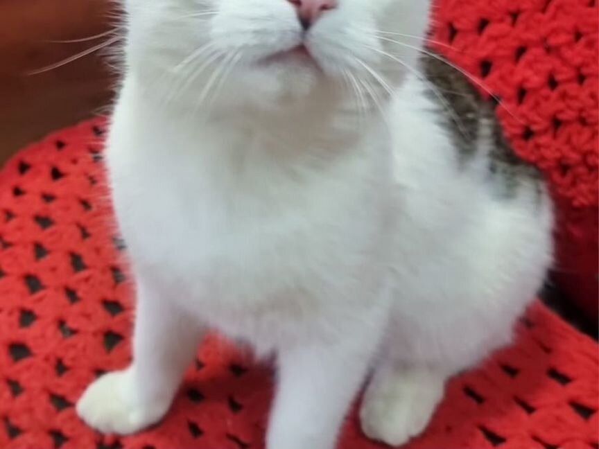 Отдам кота в добрые руки