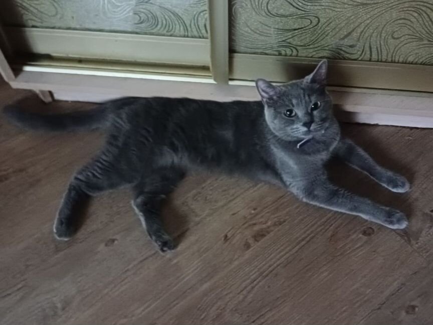 Кошка молодая, котенок