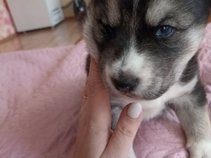 Сибирский хаски