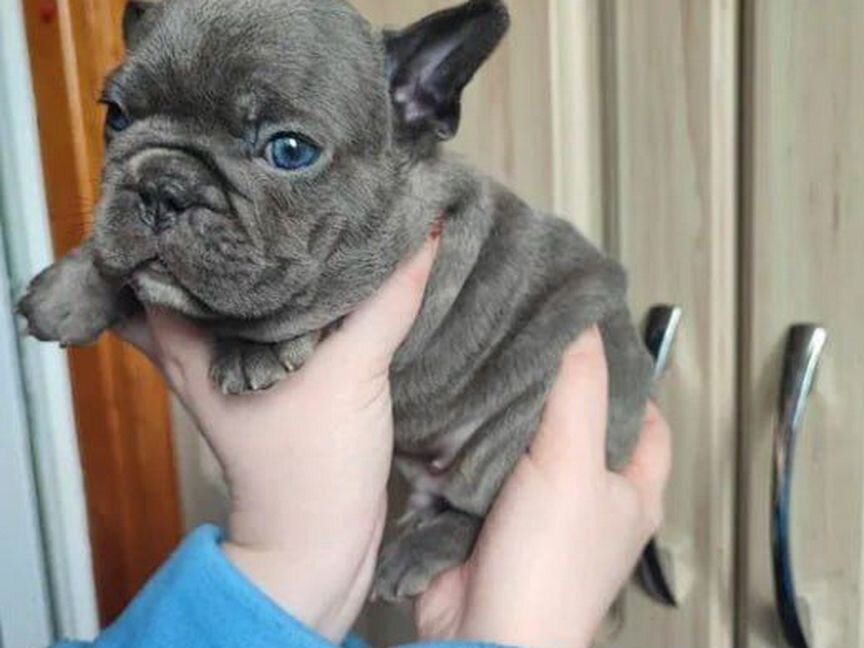 Французский бульдог щенки