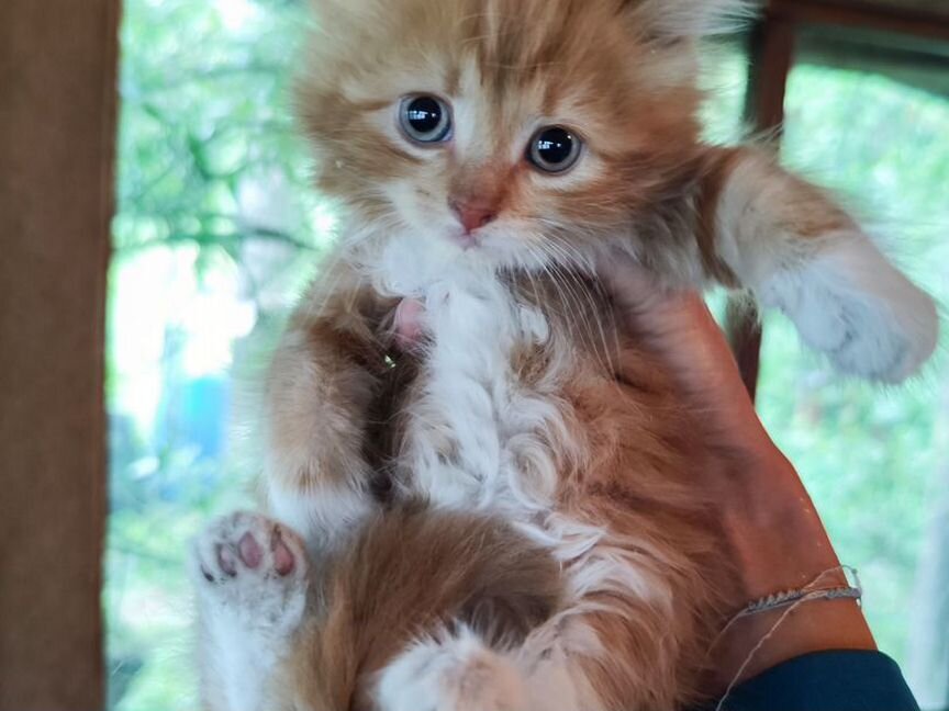 Отдам кота в добрые руки котенка