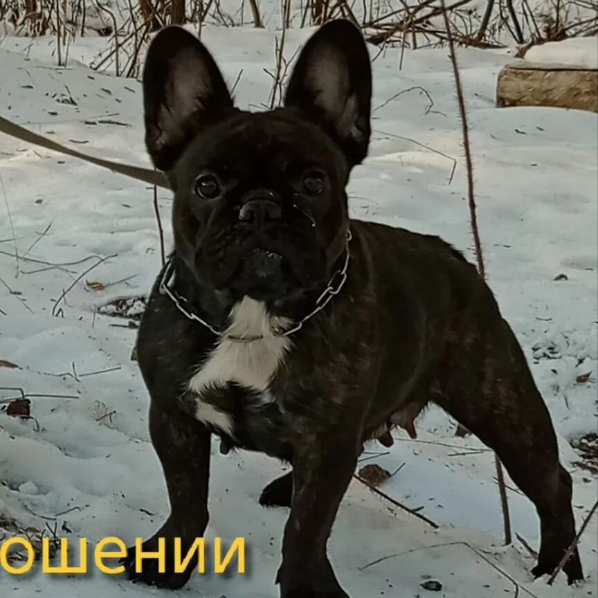 Французский бульдог, взрослая собака