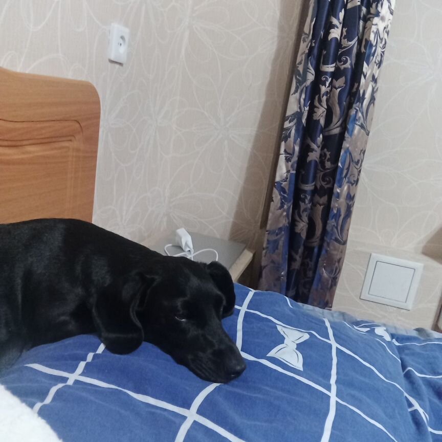 Отдам в добрые руки,такса