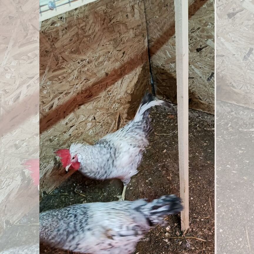 Молодые петухи Легбар кремовый, Ухейилюй