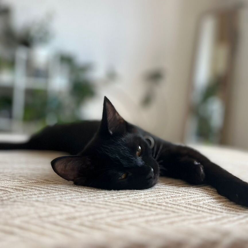 Отдам котика в добрые ручки, кастрирован