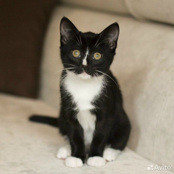 Борька. котенок в хорошие руки