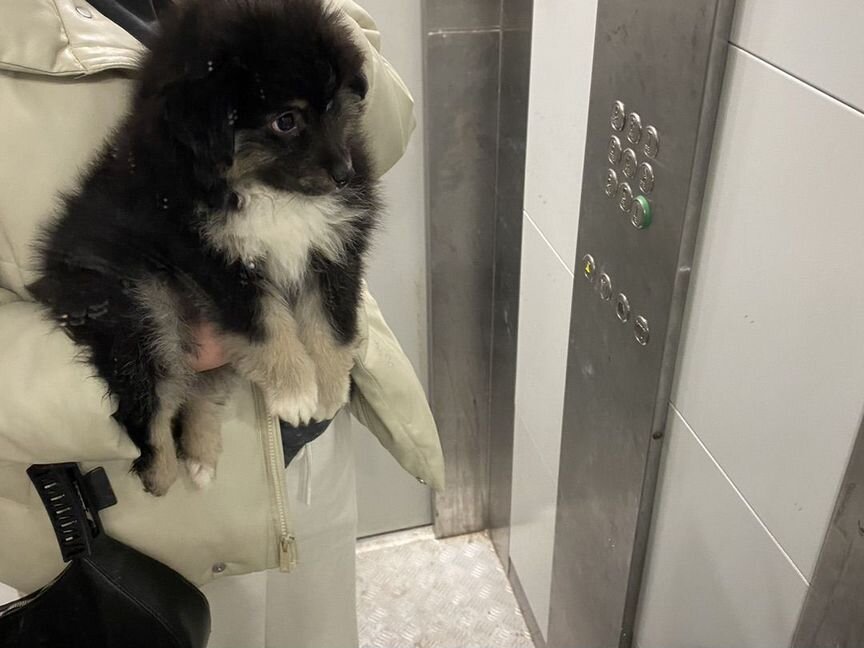 Щенки шпица