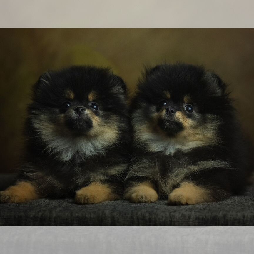 Померанский шпиц, щенок