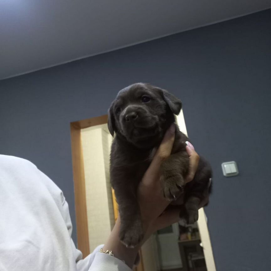 Кокер спаниель, щенок