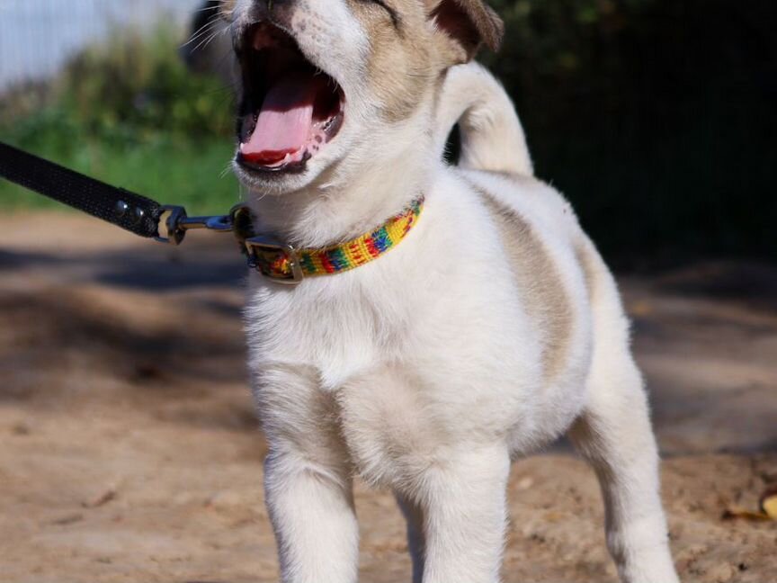 Щенок 2,5 месяца Томми ищет дом